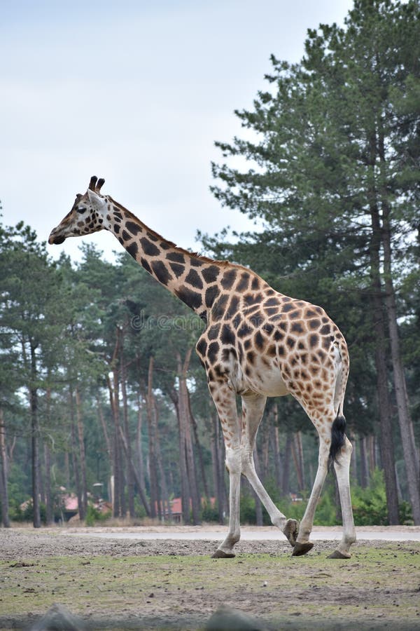 Large Giraffe in a Zoo with Trees in the Background Stock Image - Image ...