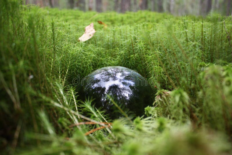 Crystal Ball in the Forest. Reflection of Nature in a Glass. Stock ...
