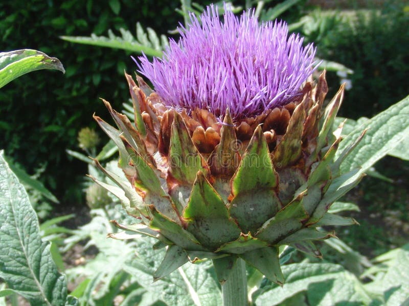Emerging Flower in Colorful Fall Background Stock Photo - Image of ...