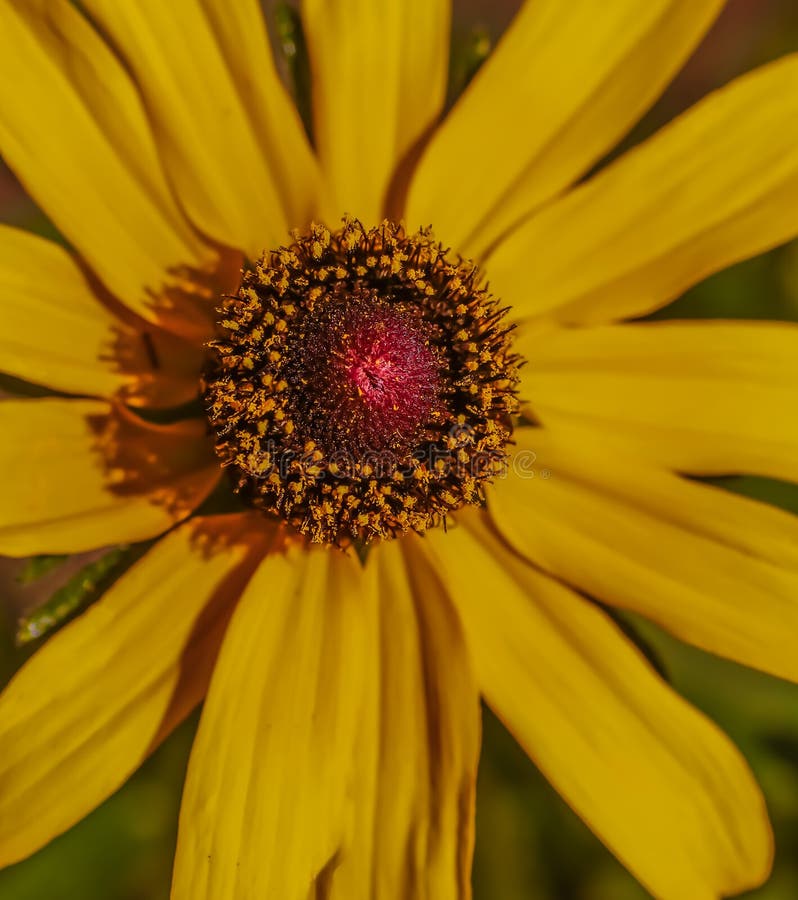 A large Gloriosa Daisy stock photo. Image of head, gloriosa - 251911644