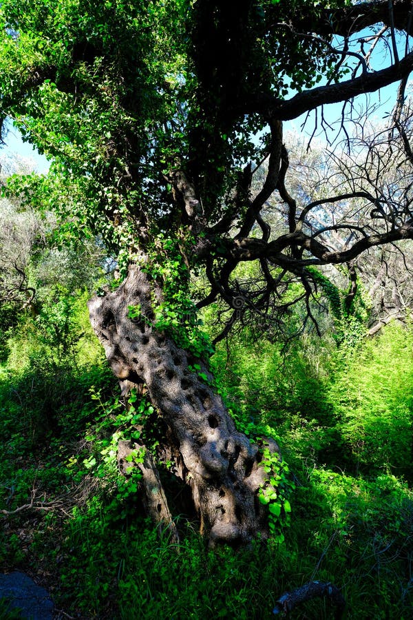 A Large, Gnarled Tree with a Thick, Textured Trunk Dominates the Scene ...