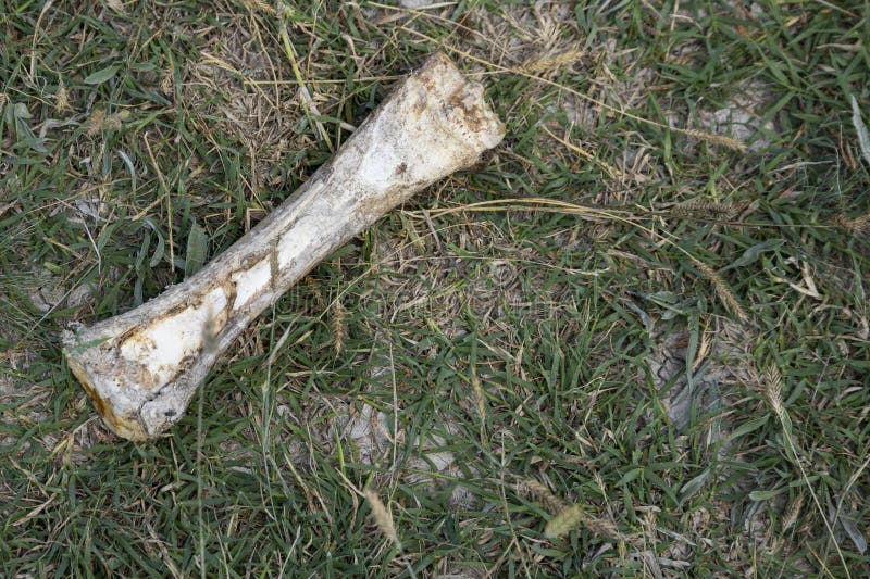 A Large Gnawed Animal Bone Lies on the Green Grass Stock Photo - Image ...
