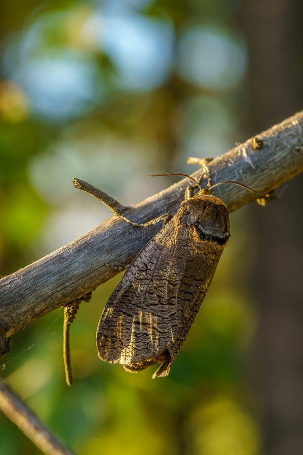 Large Goat Moth Sitting on a Branch in Evening Sunlight Stock Image ...