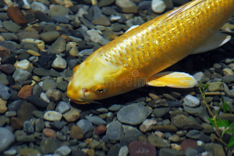 Large gold fish stock photo. Image of scales, fish, lake - 569548