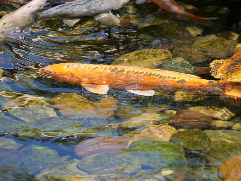 A Large Gold Fish in a Pond Stock Photo - Image of gold, stream: 276733048