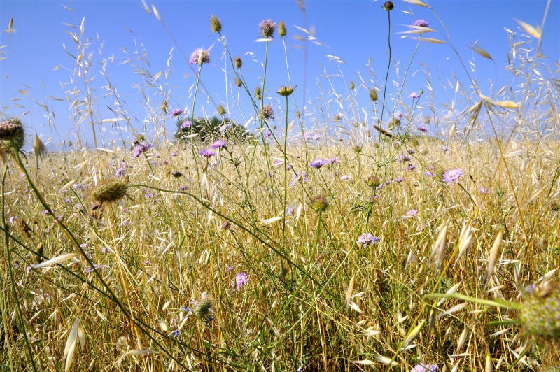 Large Gold Grass and Flowers Stock Photo - Image of prairie, stem: 11618156