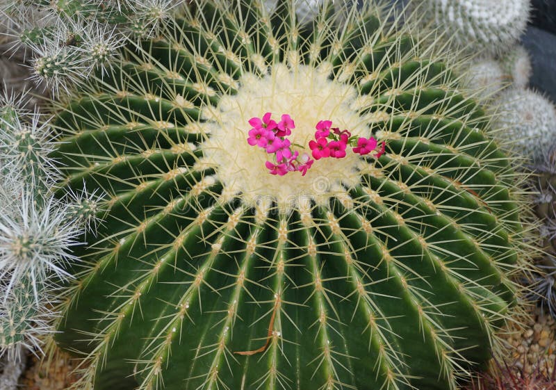 Large Golden Ball Cactus with Tiny Red Flowers Stock Photo - Image of ...