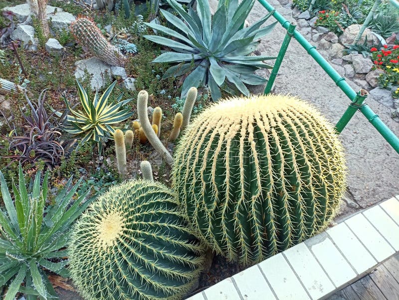 Golden Barrel Cactus Growing Inside a Greenhouse at M. M. Hryshko ...