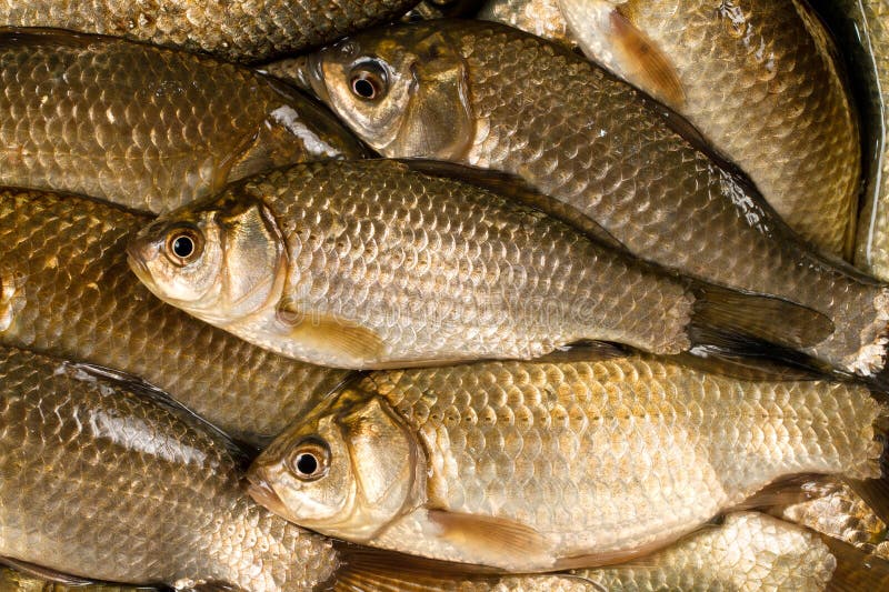 Large Golden Carp. Lots of River Fish Stock Photo - Image of nature ...