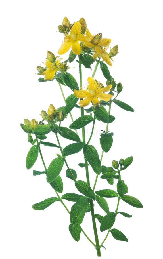 Hypericum flower stock image. Image of bloom, john, floral - 3862609