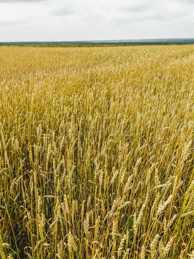A Large Golden Wheat Field in Cloudy Cloudy Weather Stock Photo - Image ...
