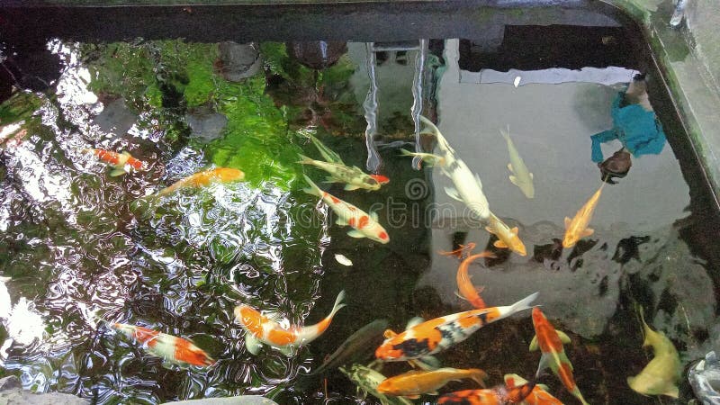 Large Goldfish with Various Color Patterns Stock Photo - Image of large ...