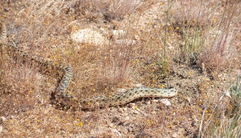 233 Burrow Snake Stock Photos - Free & Royalty-Free Stock Photos from ...