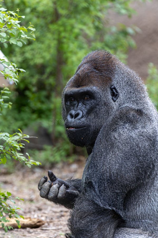 Large Gorilla Standing in a Grassy Meadow Stock Photo - Image of sunlit ...