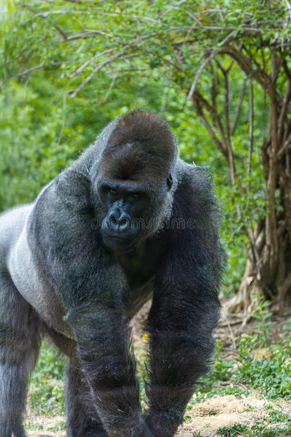 Large Gorilla Standing in a Grassy Meadow Stock Photo - Image of sunlit ...