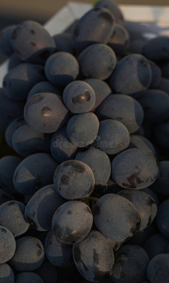 Large Grains of Black Grapes Stock Image - Image of dark, berry: 352037983