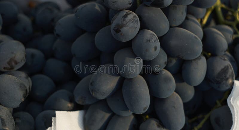 Large Grains of Black Grapes Stock Photo - Image of organic, fruit ...