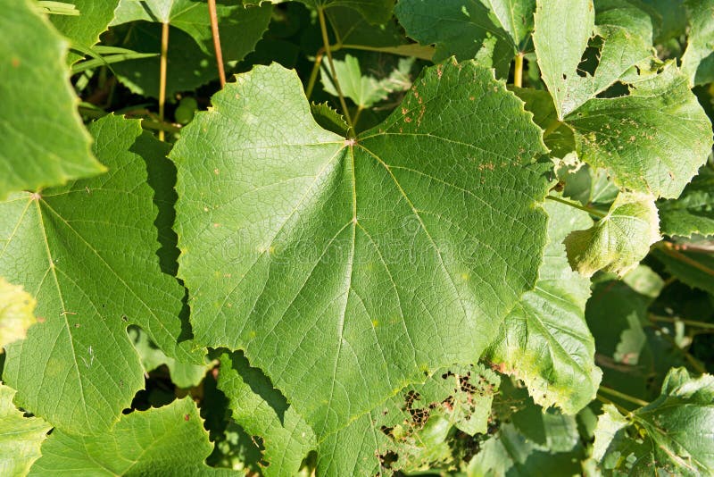 Large grape leaf stock photo. Image of fruit, plant, green - 33394132
