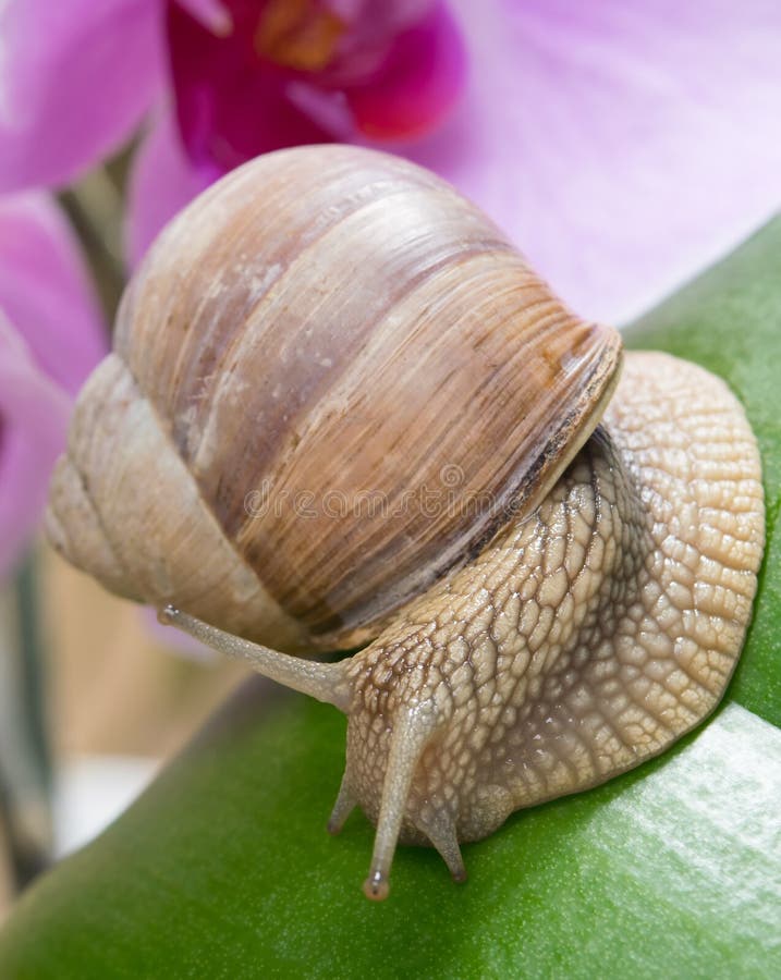 Large Grape Snail, Crawls Along the Green Leaf Stock Image - Image of ...