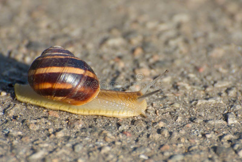 A Large Grape Snail Creeps on the Ground. Shellfish in the Wild Stock ...