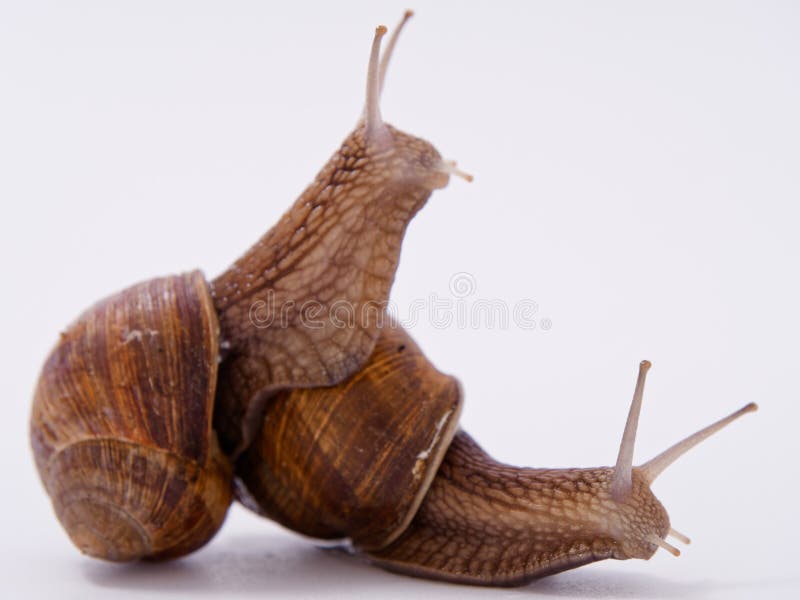 Large Grape Snail on a White Background Stock Image - Image of brown ...