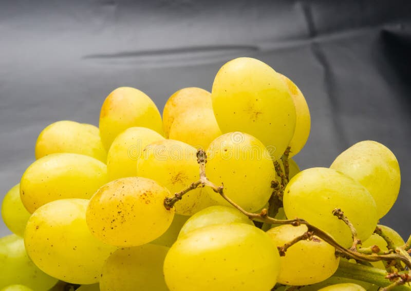 Large grapes cluster stock image. Image of branch, agriculture - 95467407