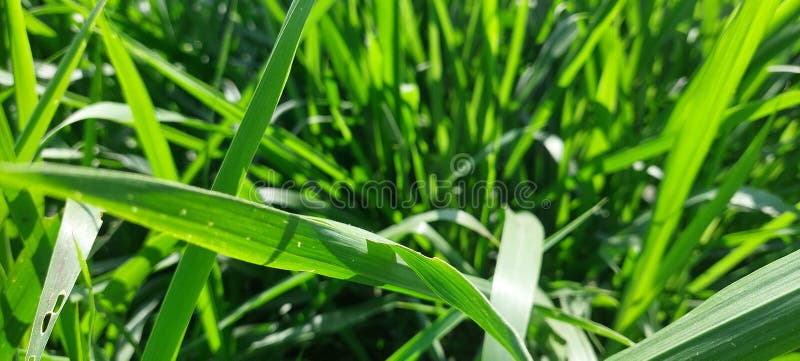 Large Grass for Animal Feed. Fresh and Dense Green Stock Image - Image ...