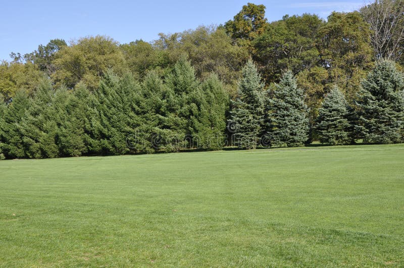 Grass and tree on blue sky stock image. Image of side - 21425359
