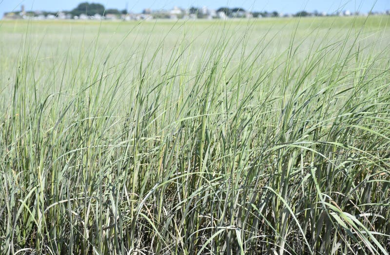 Large Grass Field Full of Long Marsh Grass Stock Image - Image of marsh ...