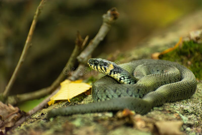 Snake Lying On Tree