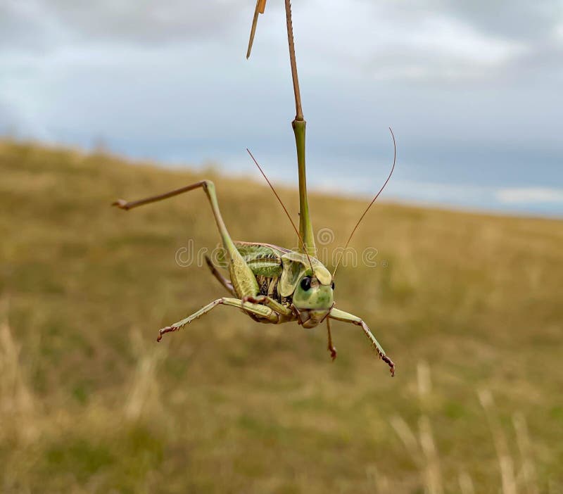 A Large Grasshopper on the Background of a Field. Stock Image - Image ...
