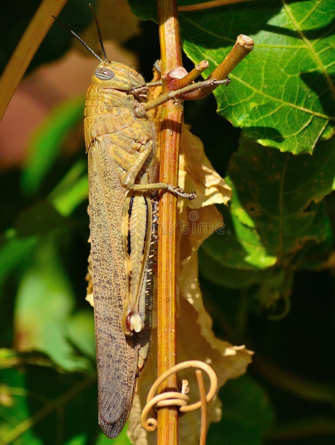 Large Grasshopper on Bush Branch Stock Photo - Image of ecological ...