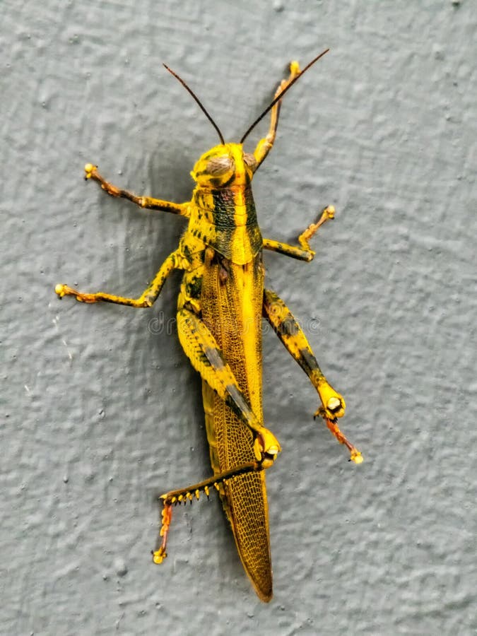 A large grasshopper stock image. Image of sitting, leaf - 209365819
