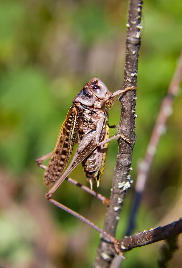 Large grasshopper / locust stock photo. Image of macro - 20172400