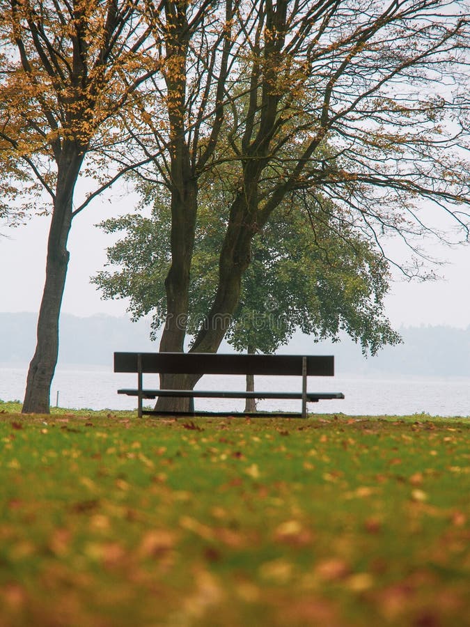 Large Grassy Area with a Bench Under the Trees and Water in the ...