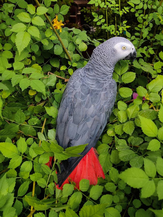 A Large Gray African Red-tailed Jaco Parrot Stock Image - Image of ...