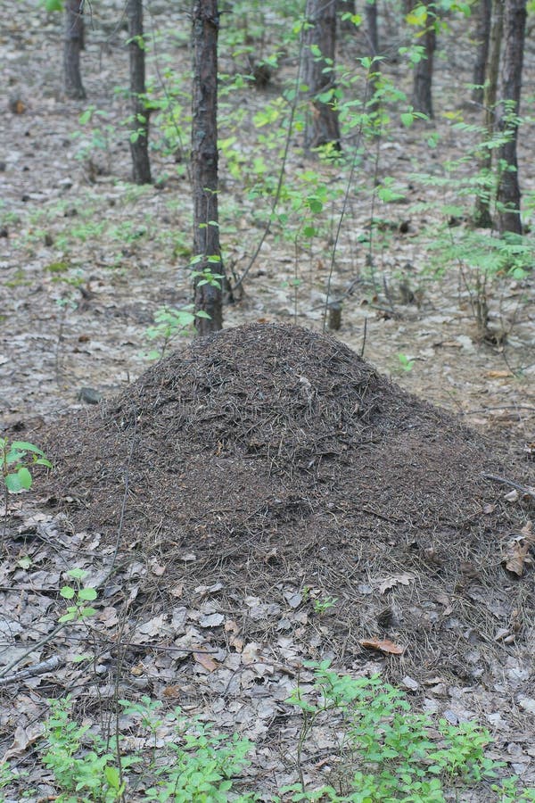 A Large Gray Anthill on the Ground in the Forest Stock Image - Image of ...