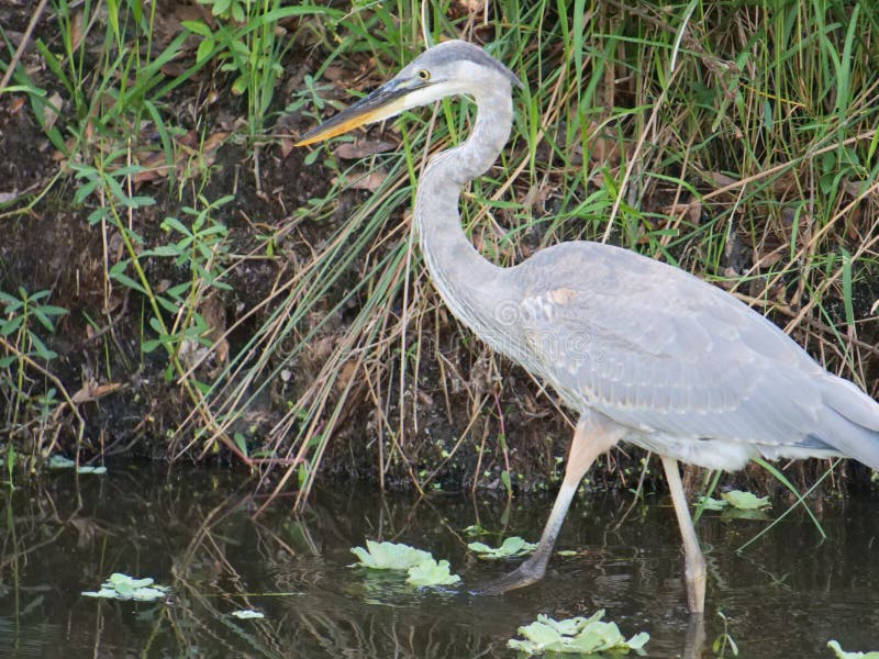 A Large Gray Bird Standing in a Lake Stock Image - Image of swamp ...