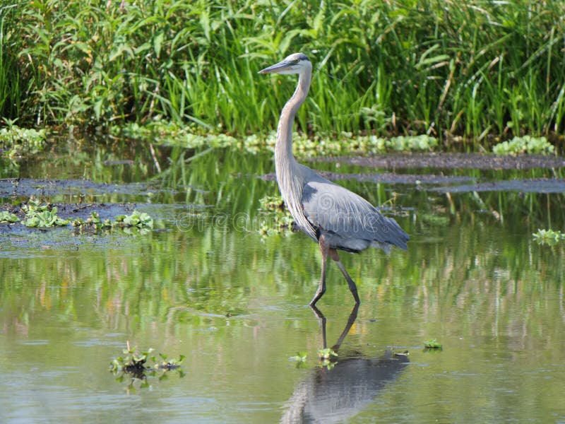 A Large Bird Walking through a Swamp Stock Photo - Image of heron ...