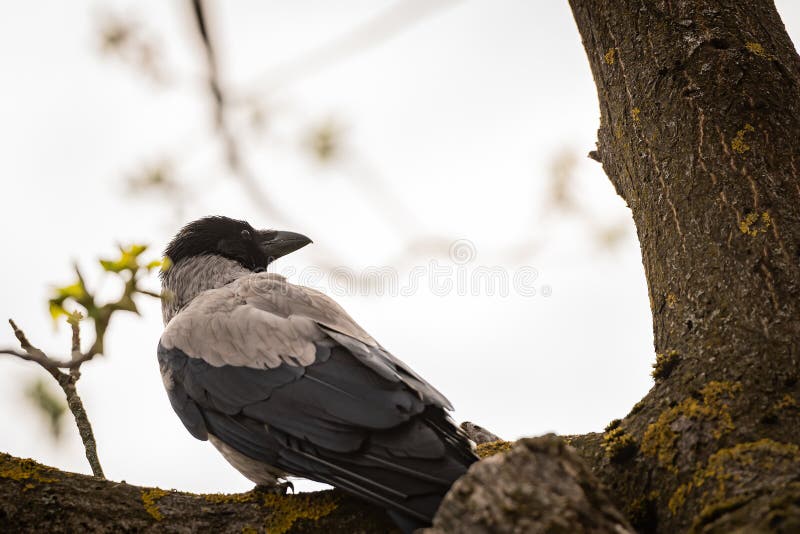 A Large Gray-black Crow is Sitting on a Tree Branch. Stock Image ...