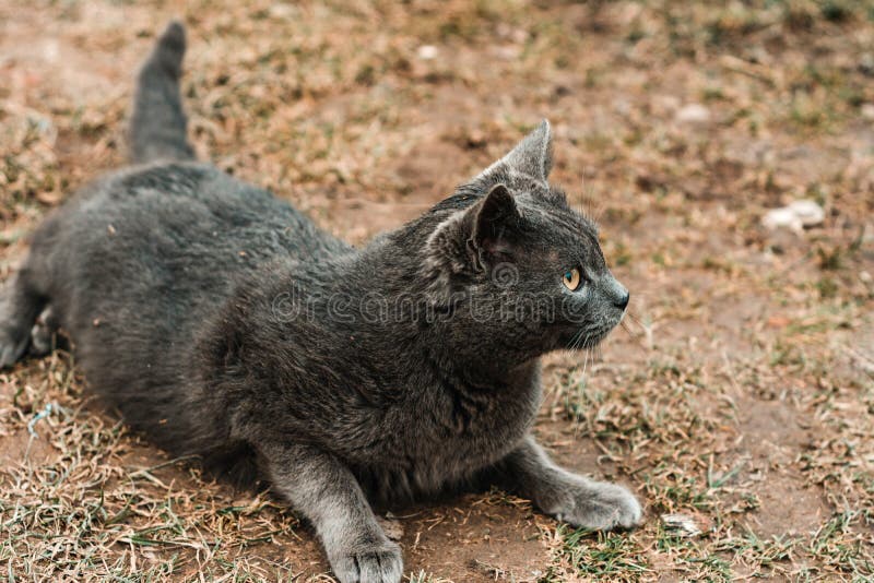 A Large Gray Cat with Short Hair Plays in the Yard 2021 Stock Photo ...