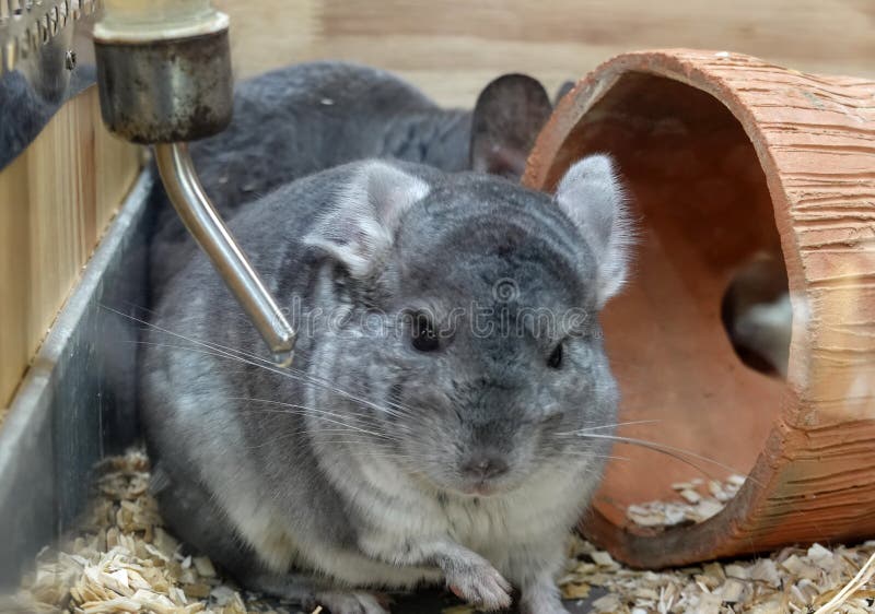A Large Gray Chinchilla Sits in a Cage Stock Photo - Image of fluffy ...