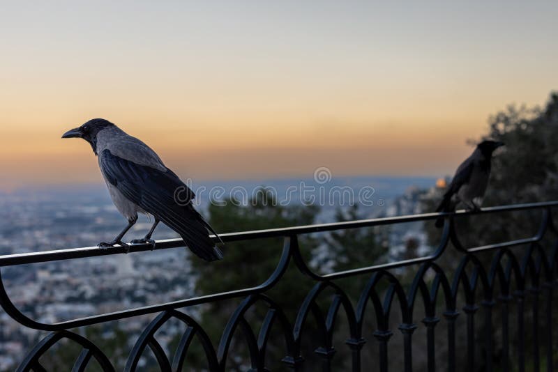Large Gray Crow Sits on a Fence Against the Sunset Sky Stock Photo ...