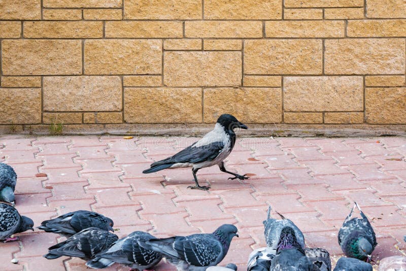 A Large Gray Crow is Walking on the Pavement Near the Pigeons Stock ...