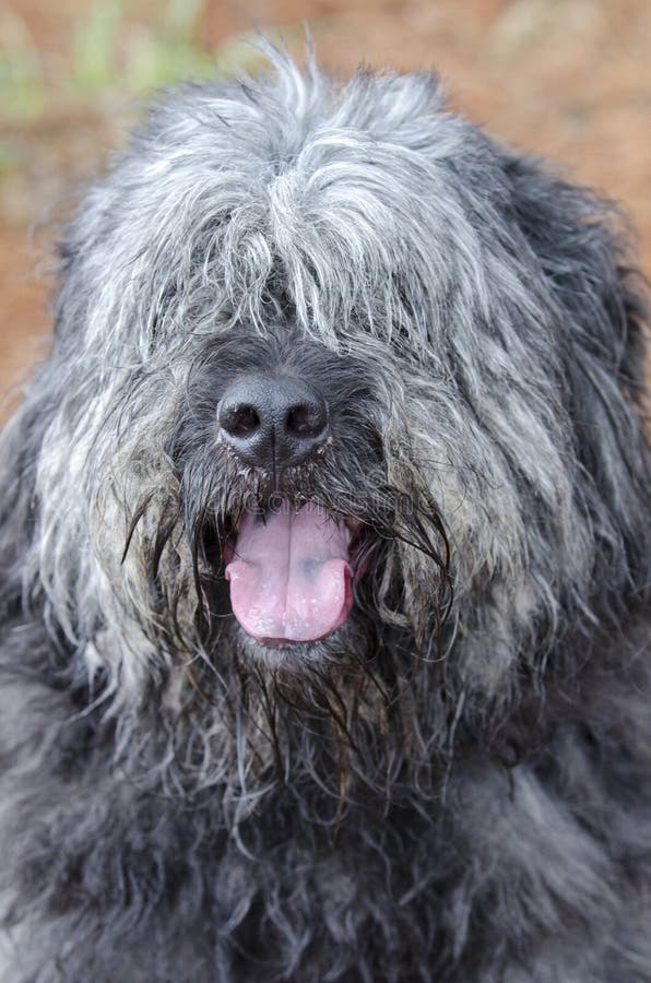 Old English Sheepdog X Newfoundland Newest Collection | home ... Old English Sheepdog X Newfoundland Newest Collection | home ...