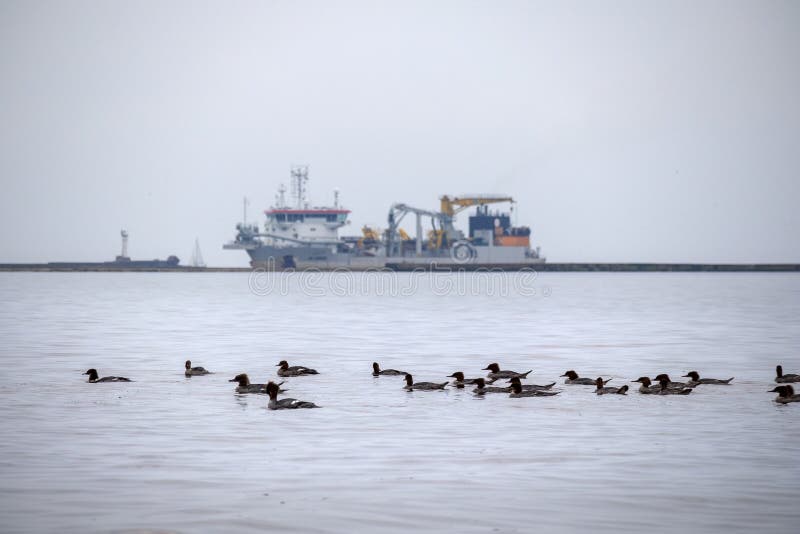 .a Large Gray Freighter with a Yellow Lift Docked with a Flock of Birds ...