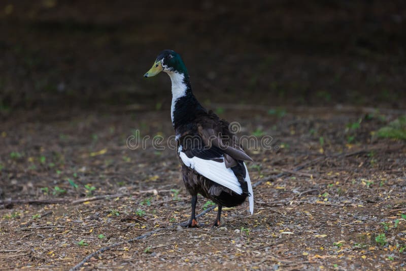 A Large Gray Goose on a Green Lawn Stock Image - Image of spring ...