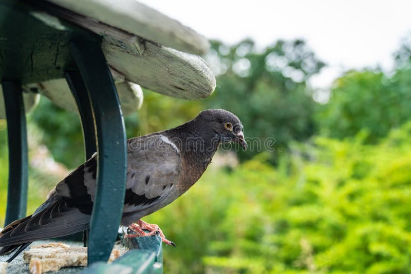 A Large Gray Pigeon is Sitting in a Feeder in a City Park. the Trees of ...
