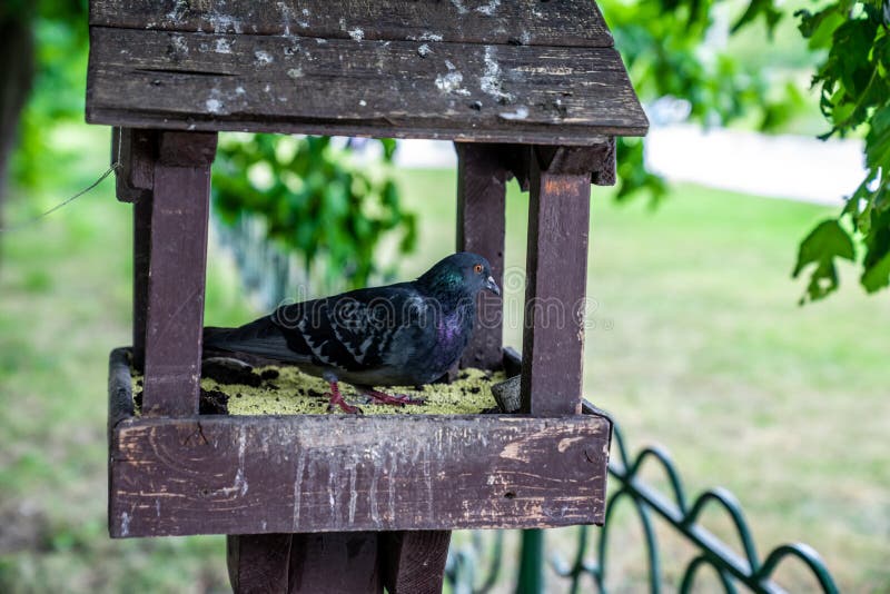 A Large Gray Pigeon is Sitting in a Feeder in a City Park. the Trees of ...