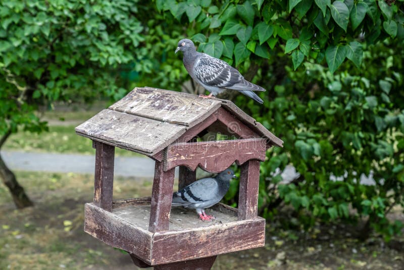 A Large Gray Pigeon is Sitting in a Feeder in a City Park. the Trees of ...